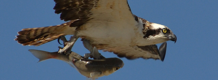What Is a Seahawk? | BirdNote