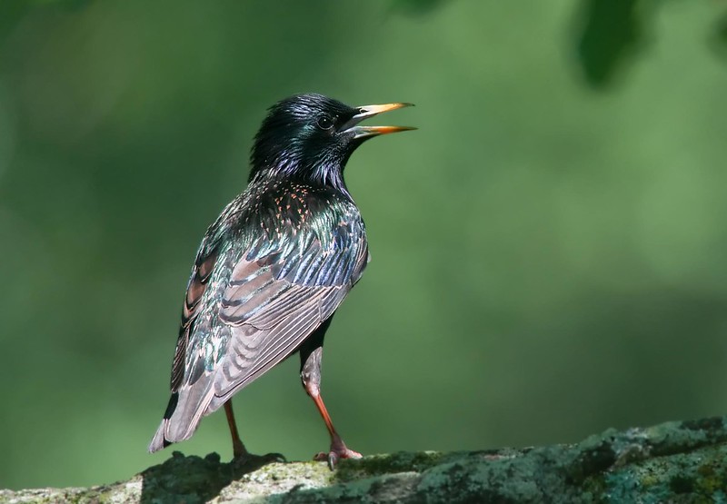 Starling Mimicry | BirdNote