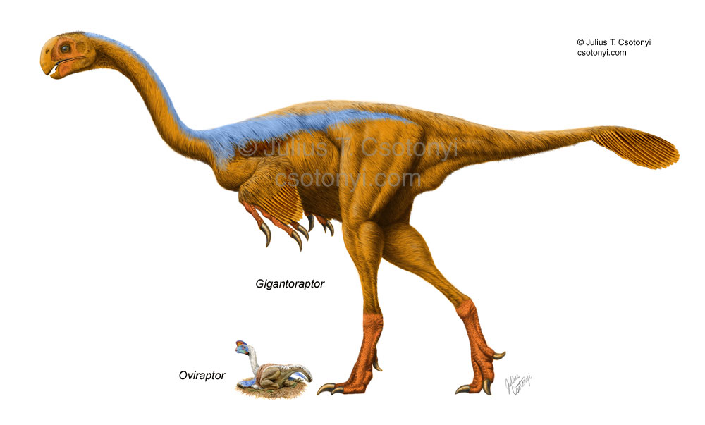 Gigantoraptor | BirdNote