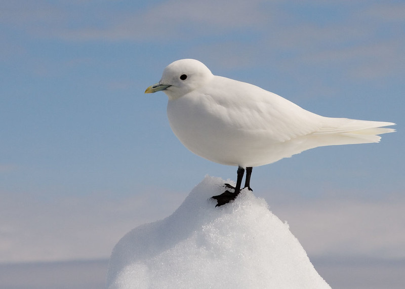 Ivory Gull and Conservation | BirdNote
