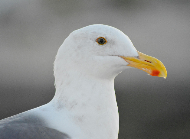 Finding Belonging with Buffalo’s Gulls | BirdNote