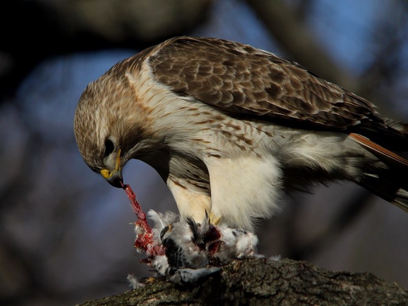 Pale Male | BirdNote