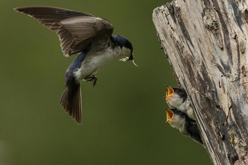 Tree Swallow Feeding Chicks | BirdNote