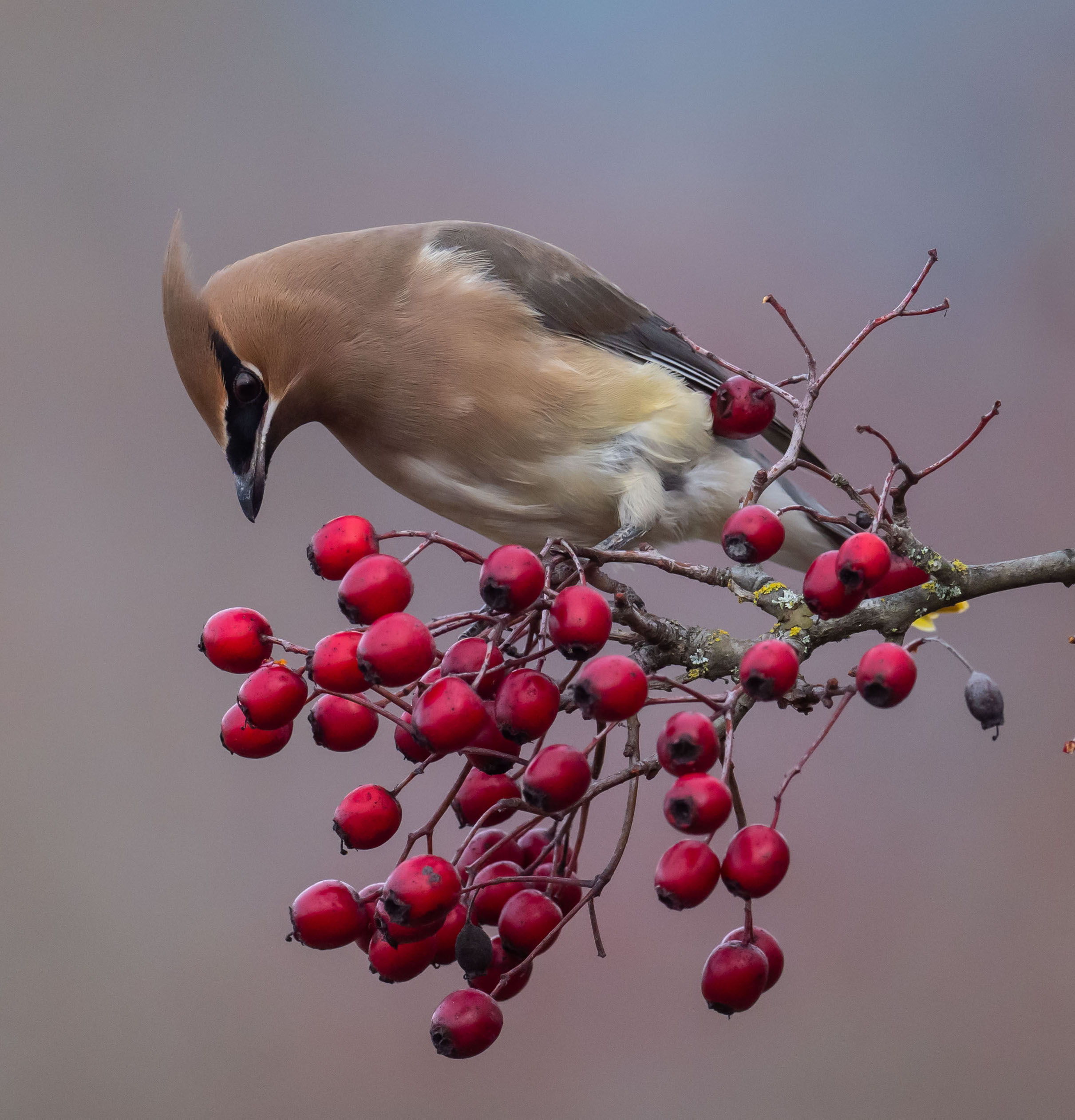 Cedar Waxwings - Berry Gobblers | BirdNote