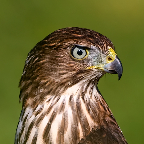 Immature Cooper's Hawk | BirdNote