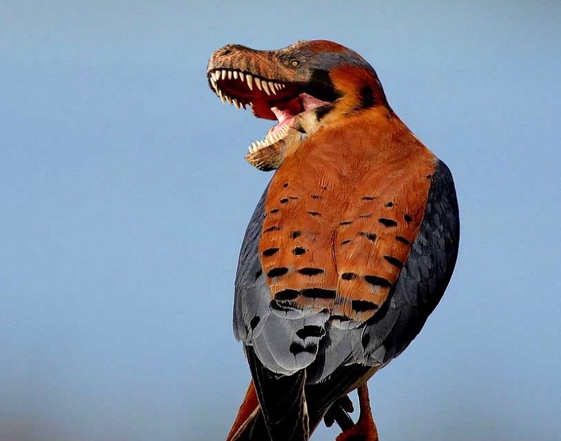 An Avian Big Bang | BirdNote