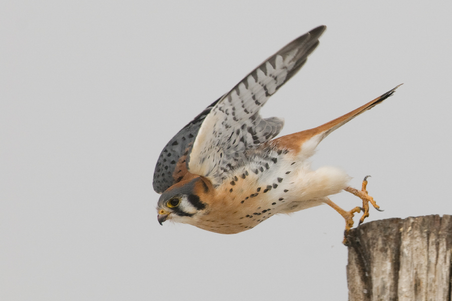 American Kestrel takes off! | BirdNote