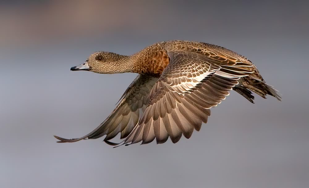 American Wigeon | BirdNote