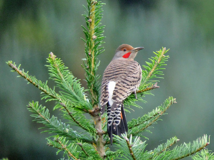 The Flicker's White Rump | BirdNote