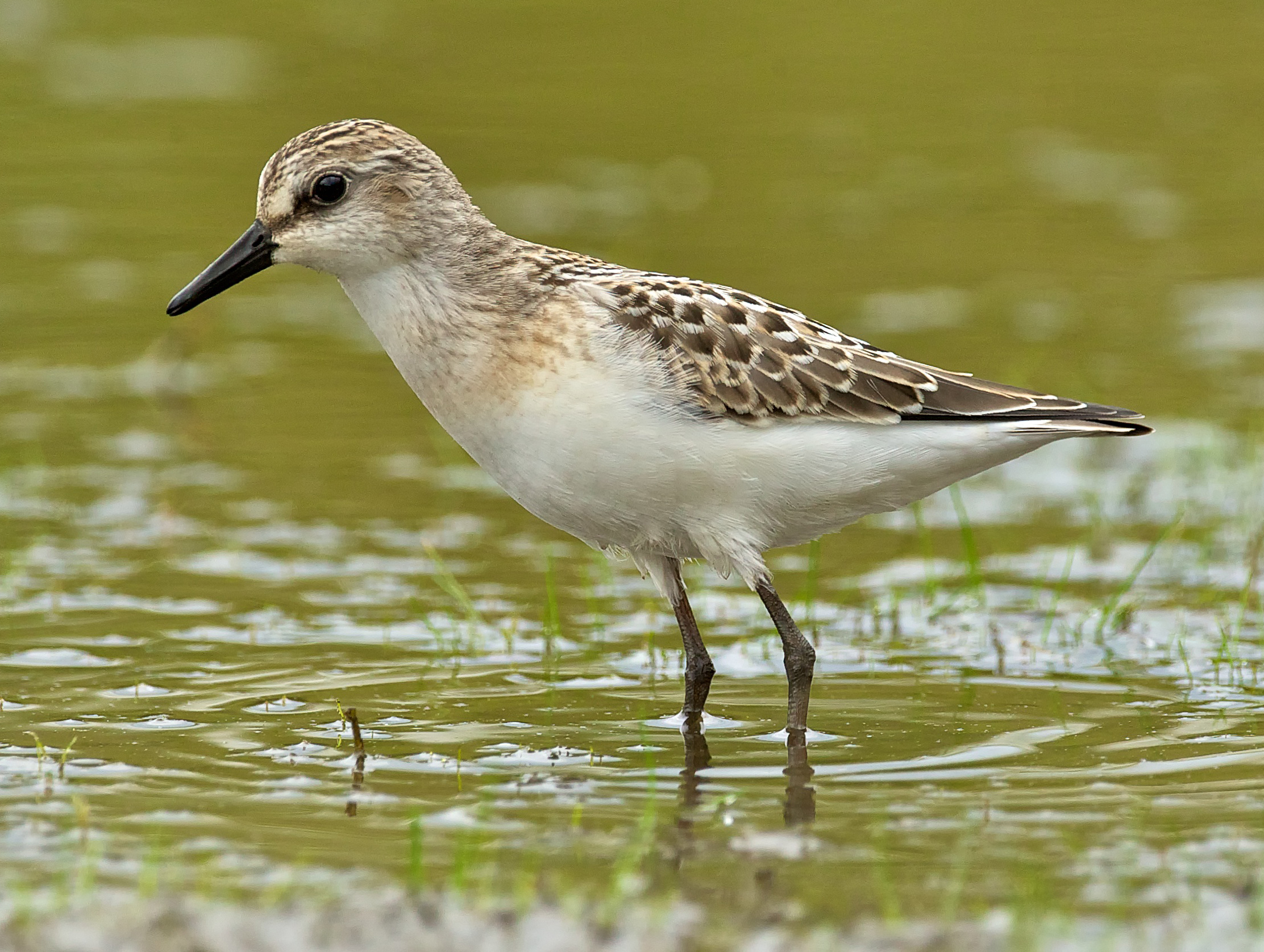 Semipalmated Sandpiper Birdnote