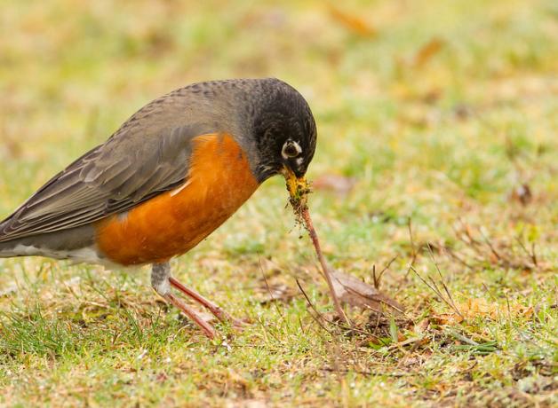 The Early Bird | BirdNote