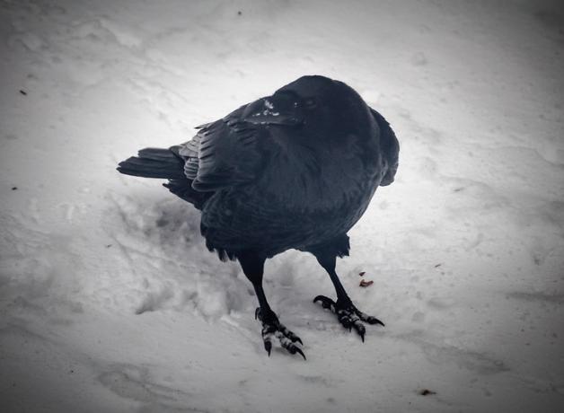 Winter - Nature's Cold Storage | BirdNote