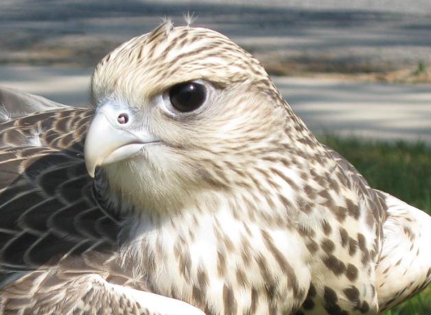 The Gyrfalcon – A Circumpolar Raptor | BirdNote