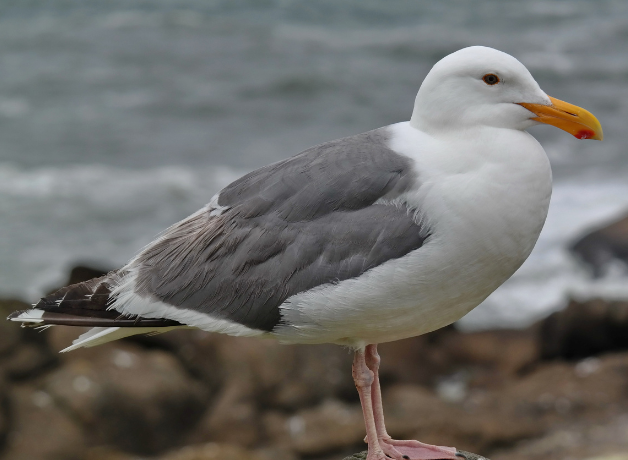 American Herring Gull | BirdNote