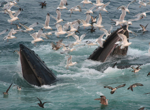 The Link Between Whales, Seabirds, and a Tiny Fish | BirdNote
