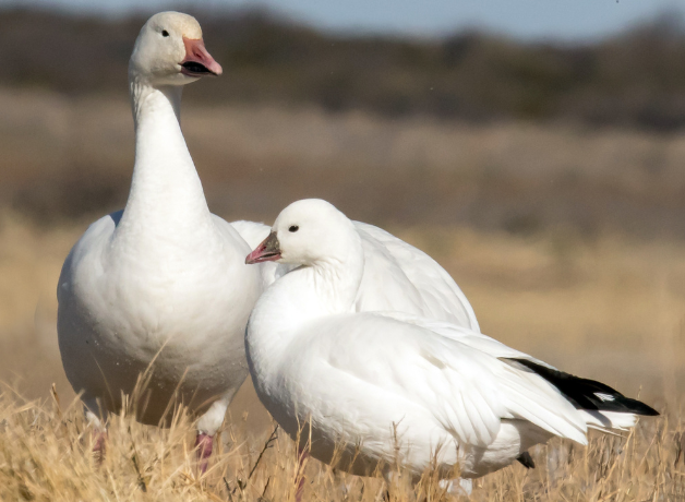Sister Species: Snow Goose and Ross’s Goose | BirdNote