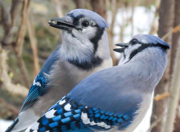 Do Male and Female Birds Always Look Different? | BirdNote