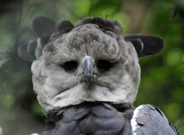 The Harpy Eagle Is a Huge, Powerful Hunter | BirdNote