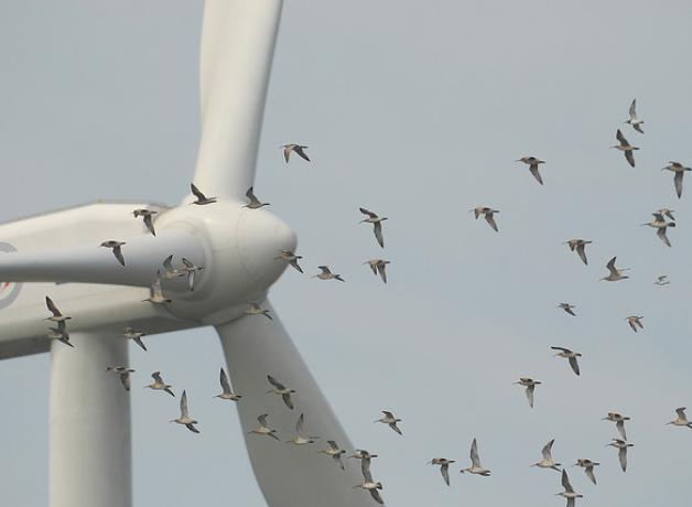 Protecting Birds from Wind Power | BirdNote